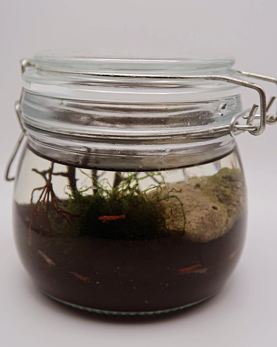 Wholesale Opae Ula for Sale | Halocaridina Rubra | Holi Skrimps – Holi ...