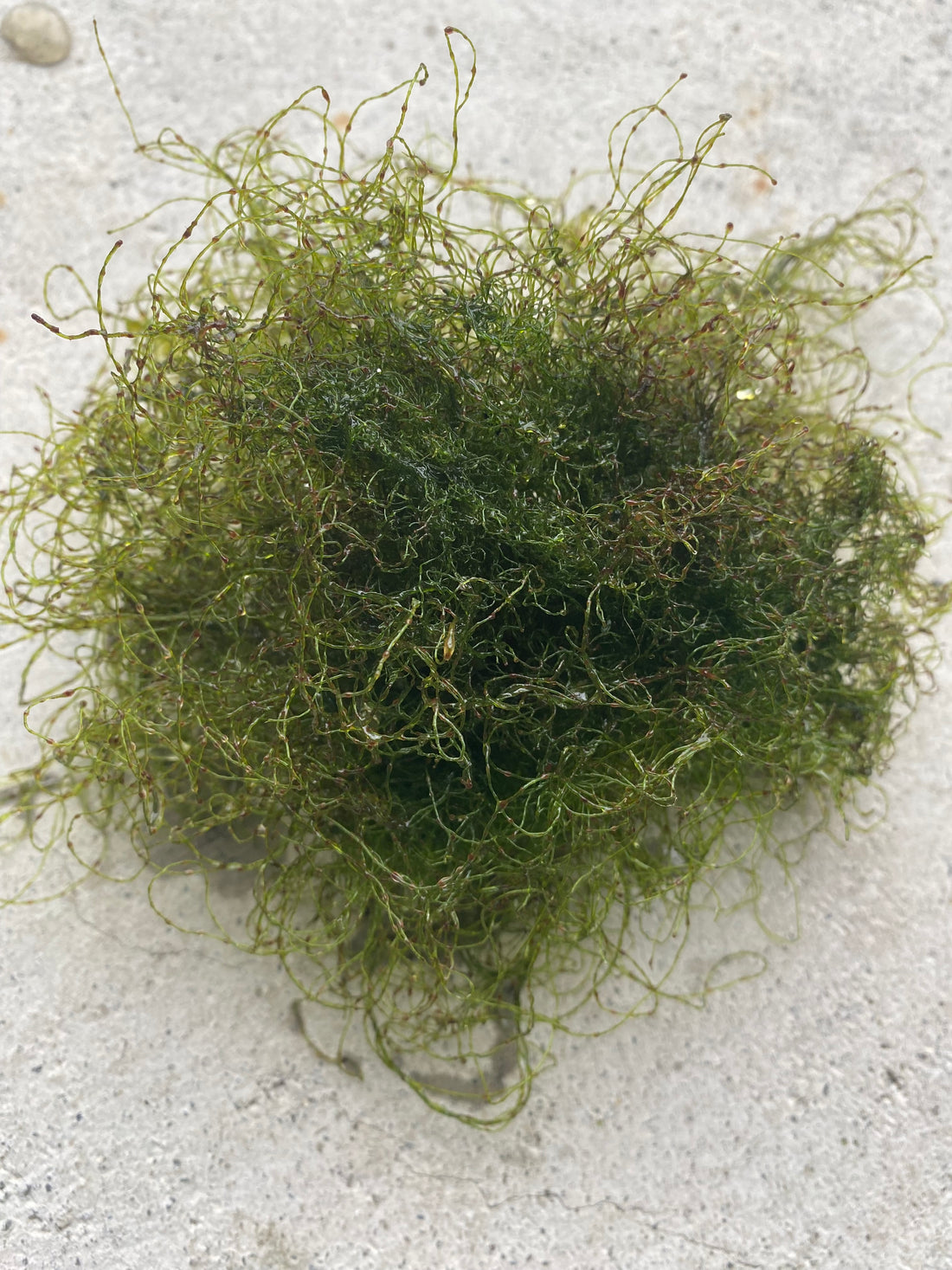 Chaeto Algae “Chaetomorpha” Live Algae – Holi Skrimps Opae ula ...